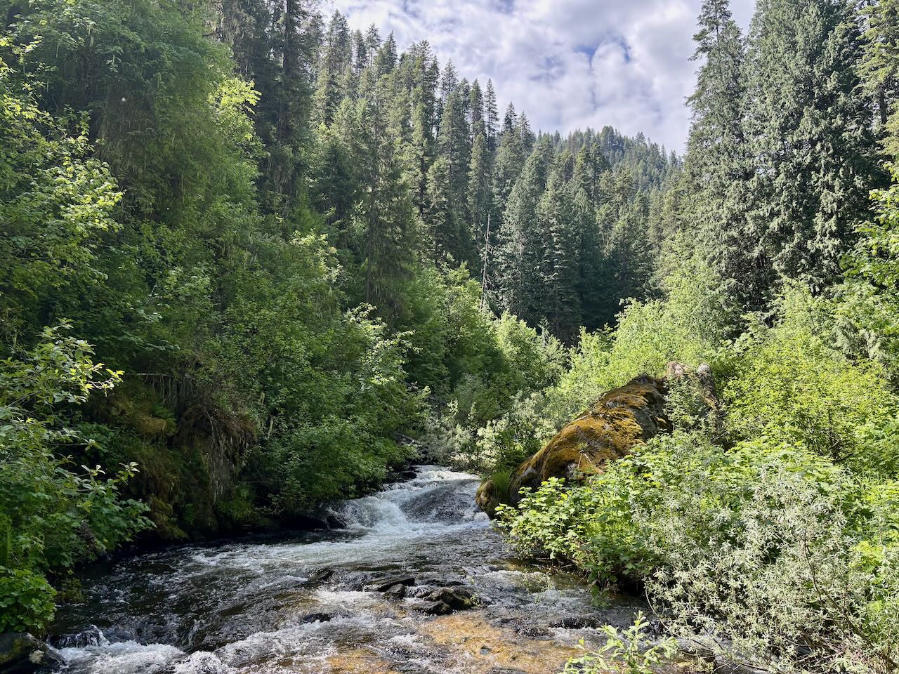 6/7/25: Exploring O'Hara Creek Trail : Clearwater Trekking
